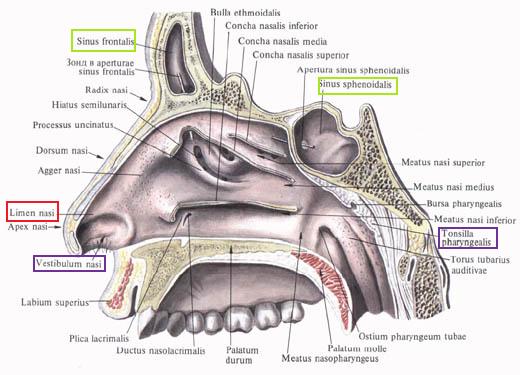 Esquemas Guia :: ANATOMÍA ES POSIBLE