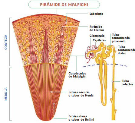 Esquemas Guia :: ANATOMÍA ES POSIBLE