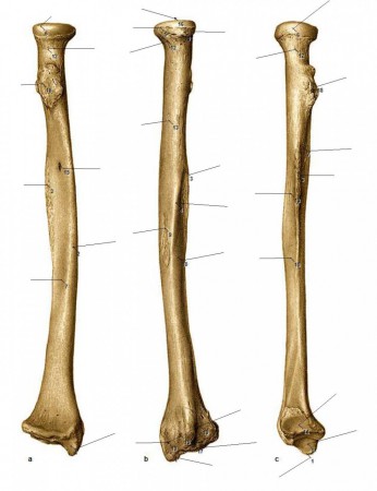 RADIO.jpg :: ANATOMÍA ES POSIBLE